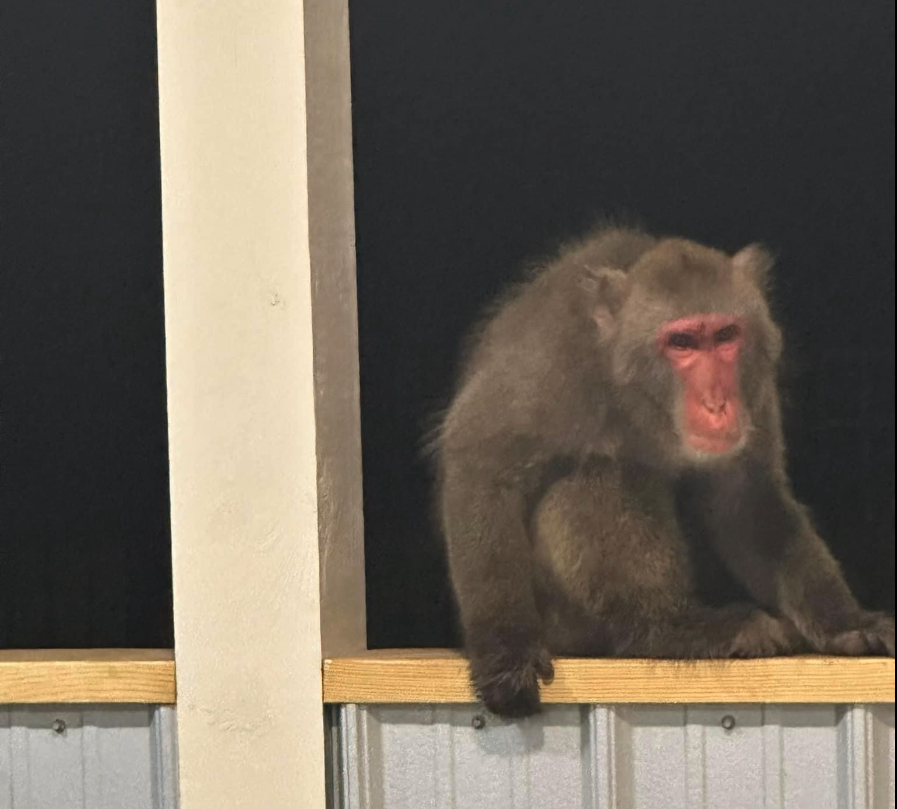 ‘Bradley’ the escaped monkey captured in South Carolina